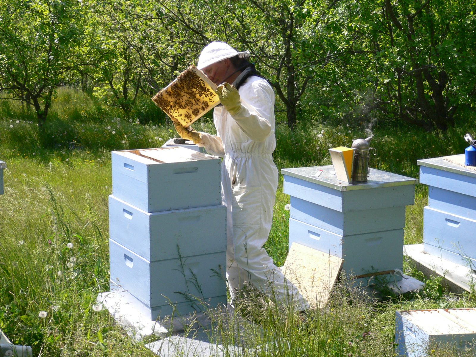 Hunaja | Bjursängin marjatila